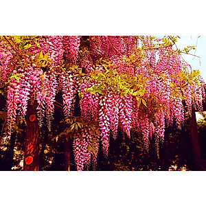 Rare Pink Wisteria Bonsai Tree Seeds, 5 Seeds - Highly Prized Flowering Bonsai - Japanese Wisteria Floribunda