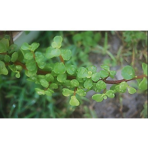 Elephant Bush - Portucalaria Afra Solid Green Bonsai – Mini Jade Tree Plant