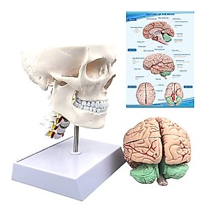 Human Skull and Brain Anatomy Model Life-Size with Cervical Vertebra & Base for Classroom Medical Neuroscience Anatomy Teaching & Studying