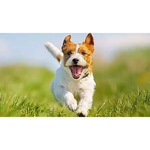 PET SUPPLEMENTS & NUTRITION LLC Dog Joint Supplement - Dog Hip and Joint Health Formula - Stiff Joint Solution - Stronger Bones - Pain Relief - Dog glucosamine multivitamin - 2 Bottles (240 Treats)