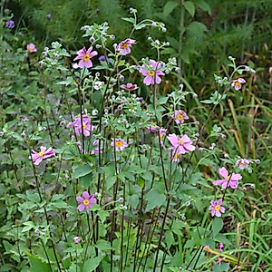 CHUXAY GARDEN Chinese Anemone-Japanese Thimbleweed,Anemone Hupehensis,Windflowers 30 Seeds Easy Care Ornamental Flower Seed