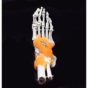 Human Foot Skeleton Model with Ligaments, Flexible, Anatomically Accurate Foot Skeleton Model Life Size Human Skeleton Anatomy for Science Classroom Study Display Teaching Medical Model