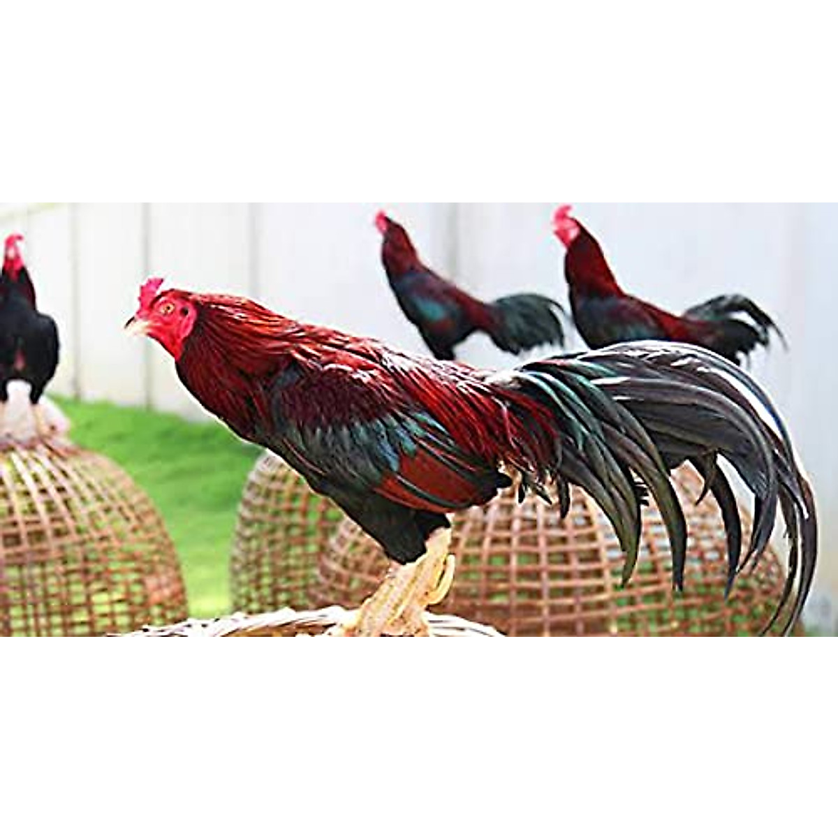 HULX POWER PLUS 100 TABLETS, Fast Increasing Energy Formula Rooster ...