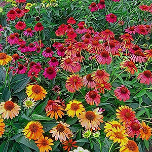 MOKALALA 100 Pcs Purple Coneflower Seeds | Non-GMO | Echinacea Seeds for Planting Home Garden