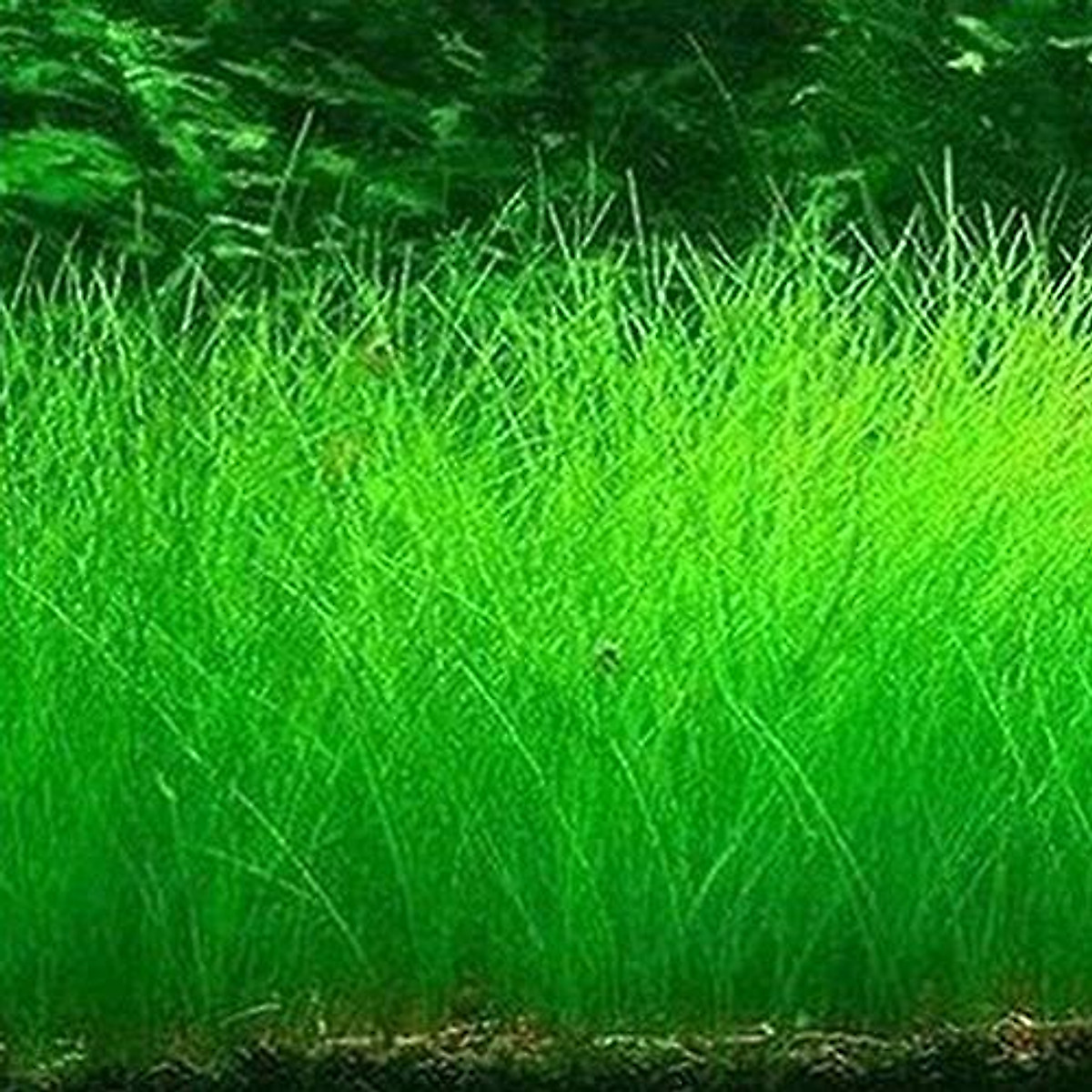 Aquarium Grass Plant Seeds, West Coast Easy Aquatic Live Plant, for Garden Lawn Fish Tank Aquarium Decor
