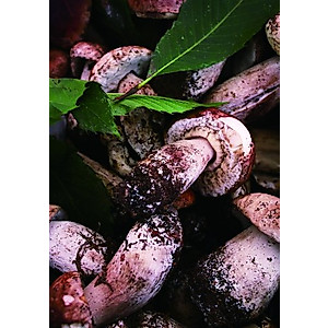 Sigma DP1x 14MP FOVEON CMOS Sensor Digital Camera and 2.5 Inch LCD