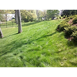 Twin City Seed Co. Eco Seed (Low Grow Fescue), Fine Fescues Grass Mixture, 5 lb Bag