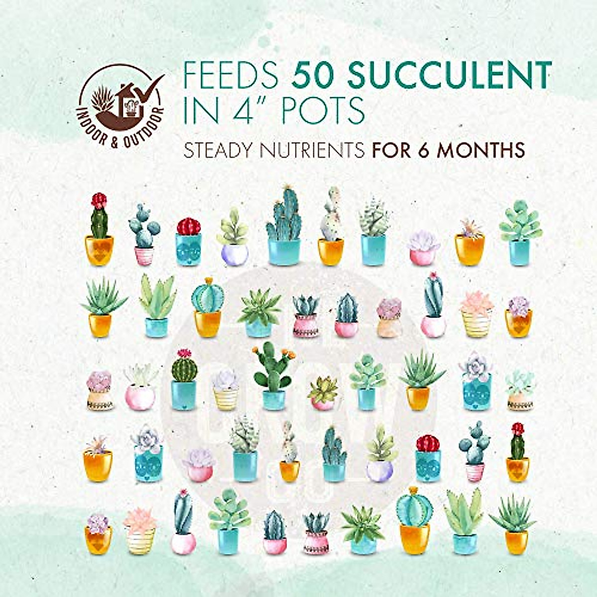 Succulents & Cactus Plant Food - Gentle Long Lasting Formula, Slow Release Fertilizer (Liquid Alternative) for All Potted Succulent, Cacti & Aloe Vera Plants (5 oz)