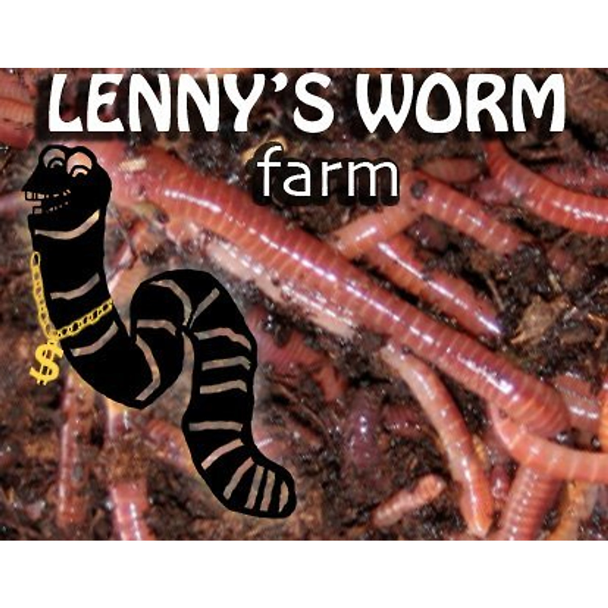 WWJD Worm Farm - 25 Red Wigglers - Garden Worms