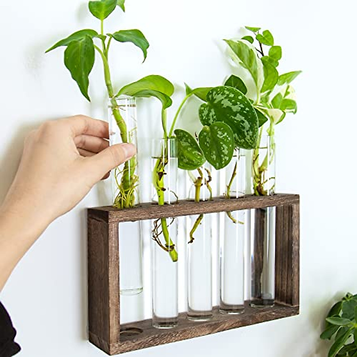 Ivolador Wall Mounted Hanging Plants Terrarium Test Tube Flower Bud Tabletop Glass Wooden Stand with 5 Test Tube Perfect for Propagating Hydroponic Plants Home Garden Wedding Decoration