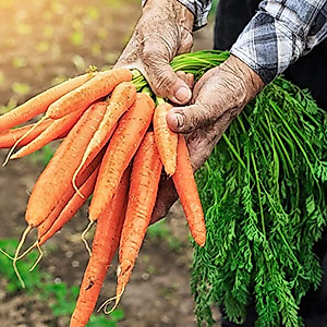 The Old Farmer's Almanac Heirloom Carrot Seeds (Tendersweet) - Approx 2600 Seeds - Non-GMO, Open Pollinated