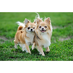 X2 Pcs(100ml) Dog Multivitamin Daily Essential Dog Food Vitamins & Minerals Omega3, Helps Support Healthy, More Fat, Digestion, Skin, Coat, Allergy Immune Supplement Nourished Blood & Eye