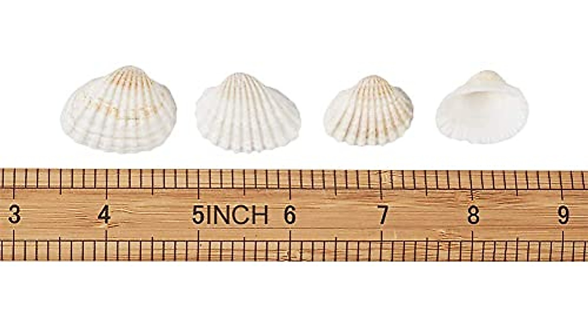 Tiny White Clam Seashells for DIY Craft & Home Décor