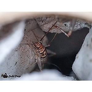 Josh's Frogs 3/4"" Banded Crickets (1000 Count)