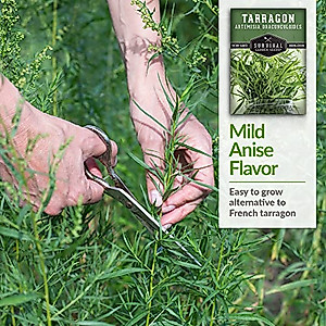 Survival Garden Seeds - Russian Tarragon Seed for Planting - Packet with Instructions to Plant and Grow Big Flowering Herbs in Your Home Vegetable Garden - Non-GMO Heirloom Variety