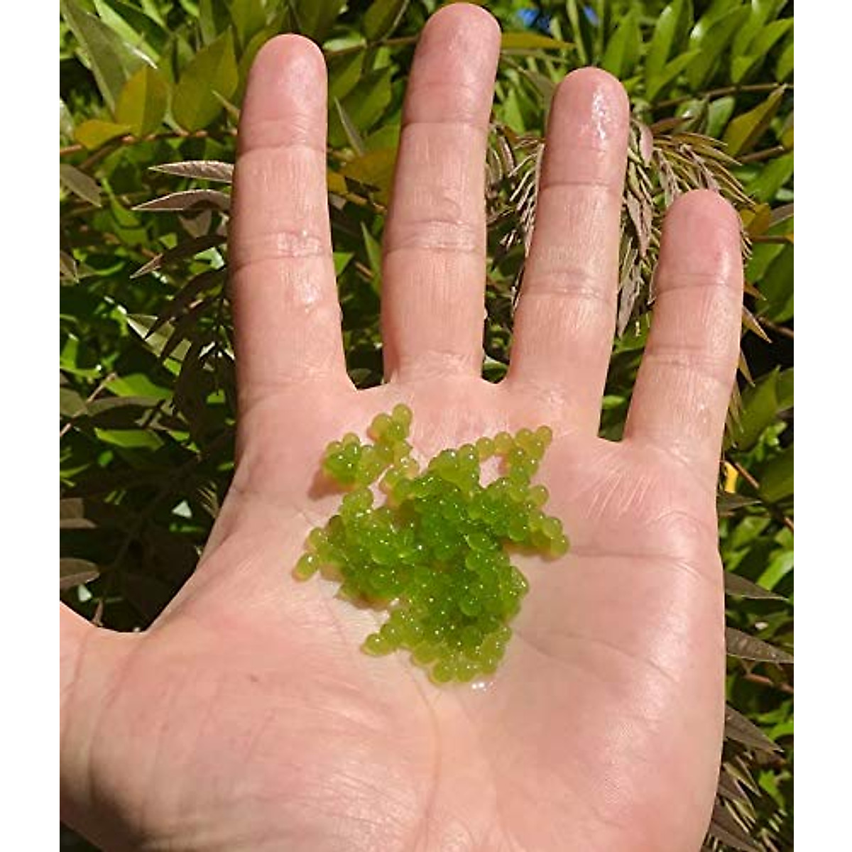 Algae Research and Supply: Algae Beads (Ready-to-go Algae Beads in Indicator- snap vials (x100))