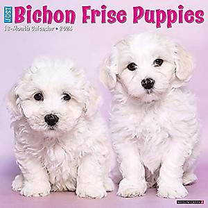 Willow Creek Press Bichon Frise Puppies Monthly 2024 Wall Calendar (12" x 12")
