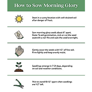 Burpee Heavenly Blue Morning Glory Seeds 150 seeds