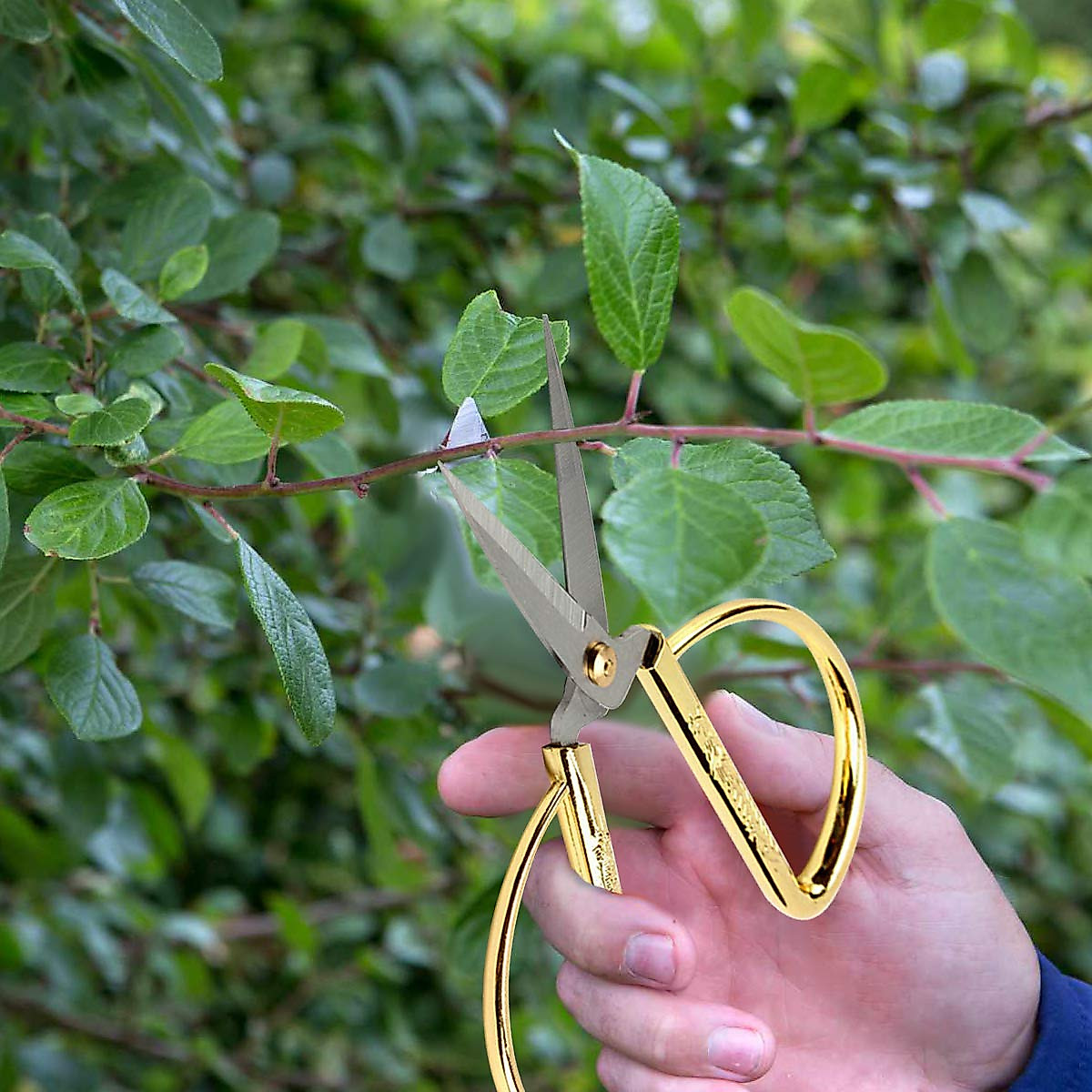 Wasan Gold Plated Dragon and Phoenix Relief Design Bonsai Scissors, Chinese Shears Household Traditional Scissors for Sewing, Art Craft, Food Paper Cutting - 2 Packs (5" and 6")