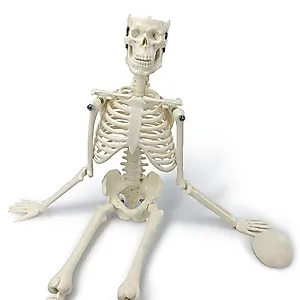 Merinden Mini Human Skeleton Model, 17.72” Petite Human Bones Model with Movable Arms, Legs and Stand, for Student, Kid to Study Small Human Skeletal System Anatomy, Physiology and to Decor Halloween