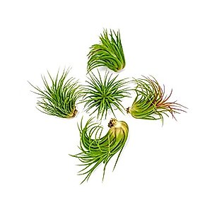 Ionantha Tillandsia Air Plants Live Indoor Plants (5PK), Air Plant Terrarium Plants Live Houseplants, Live Plants Indoor Plant Kit, Easy Care Plants for Air Plant Holder or Garden by Plants for Pets