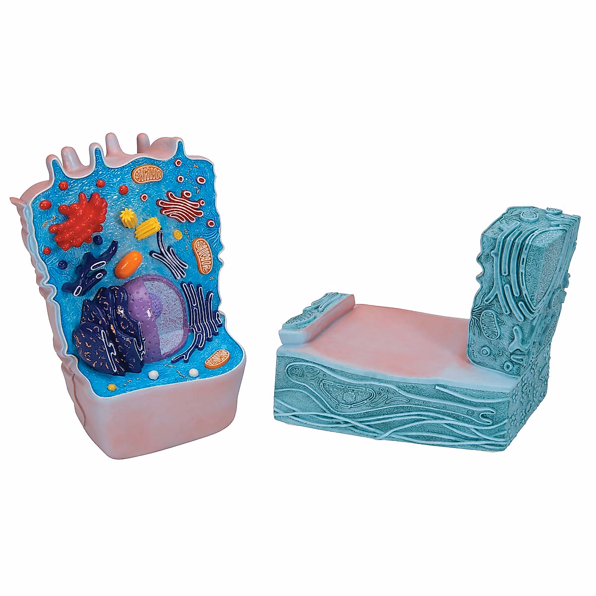 3B Scientific R04 Animal Cell Model, 8.3" x 4.3" x 12.2"