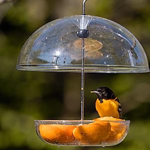 Bluebird Feeder - Jacobi Jayne® Pearl Feeder Dome Bird Feeder for Small Birds - Bluebird Feeder for Mealworms - Platform Bird Feeder Dome Cover - Covered Mealworm Feeder attracts Blue Birds