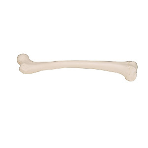3B Scientific A35/1 Femur - 3B Smart Anatomy