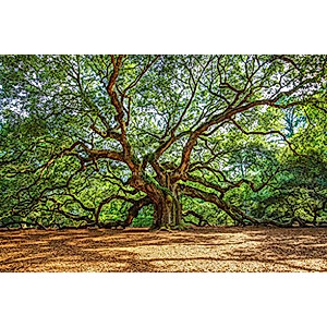 Nature Photography Print (Not Framed) Picture of Angel Oak Tree on Summer Day near Charleston South Carolina Southern Wall Art Lowcountry Decor (4" x 6")