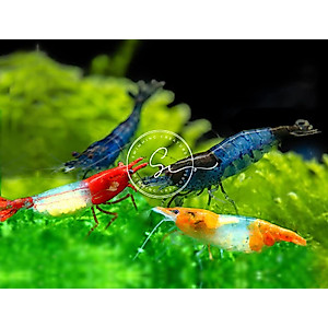 Swimming Creatures 10 Rili Mix Freshwater Neocaridina Aquarium Shrimps. Live Arrival Guarantee.