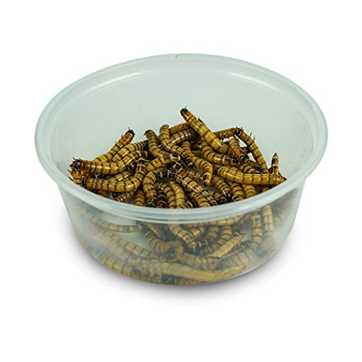 Josh's Frogs Superworms (50 Count)