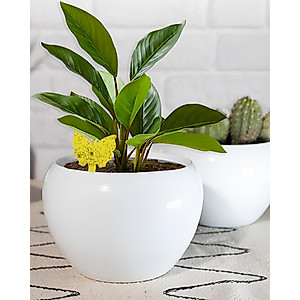 Tradeinc Enterprises Indoor Fruit Fly Trap - Fungus Gnat Pest Control Sticky Traps for House Kitchen Flies Insect Bug Catcher