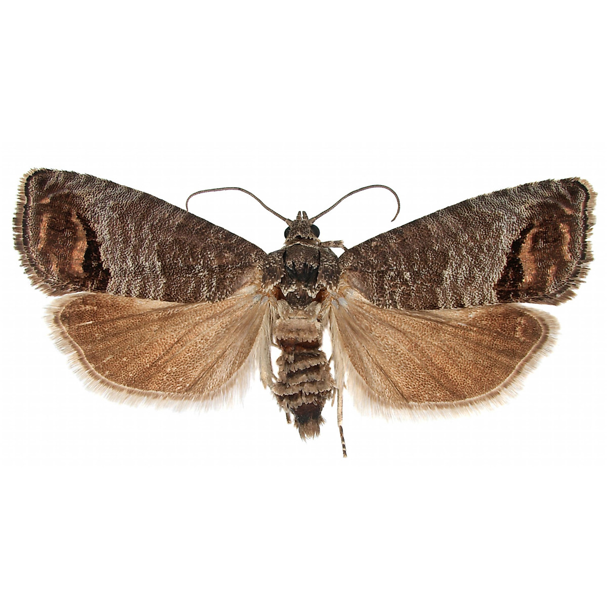 VivaTrap VT-106 Codling + Oriental Fruit Moth Trap & Lure (2 Pack, 8 Week)