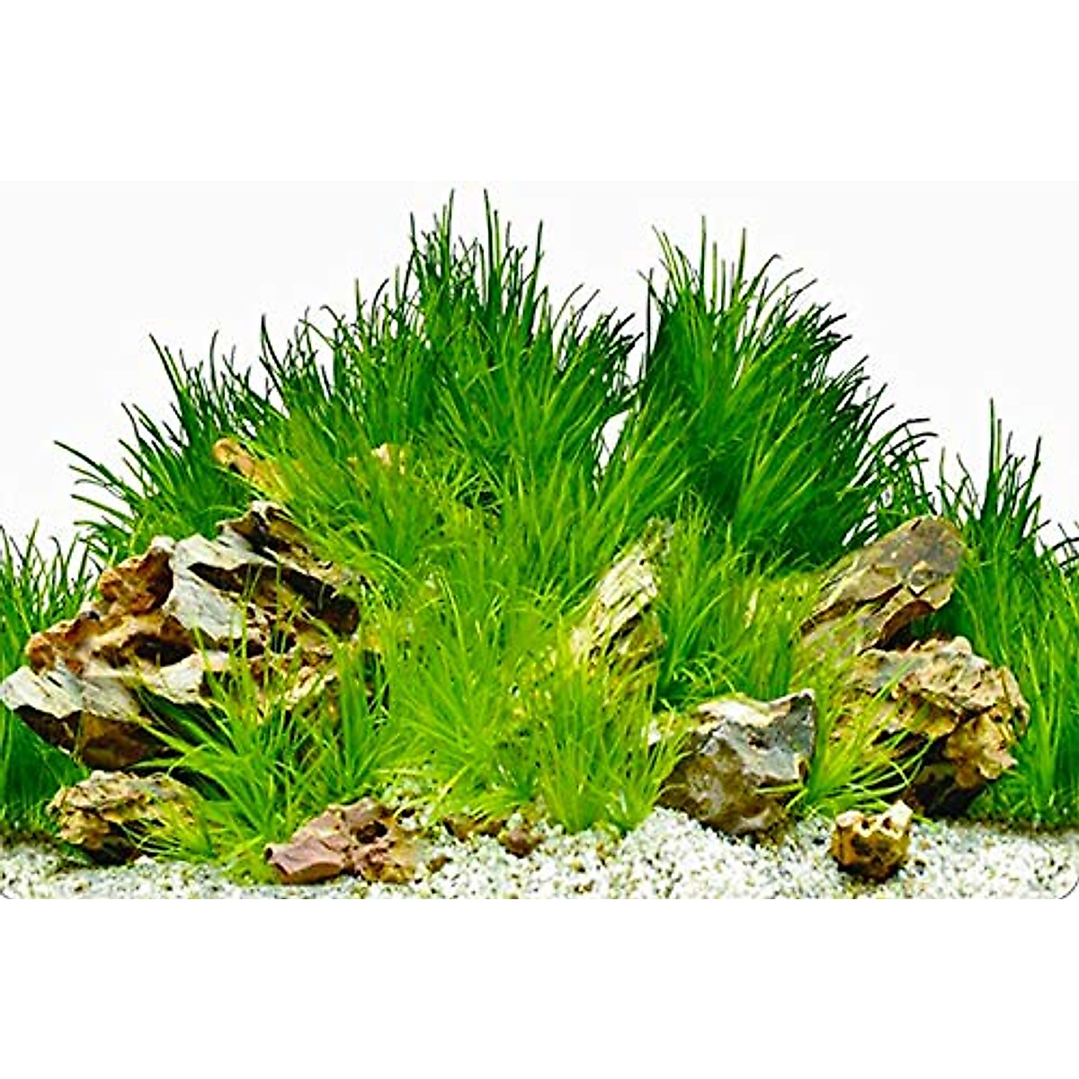 New Grass, Stones, Tree Background Aquarium Background Decoration 25 x 15 inches
