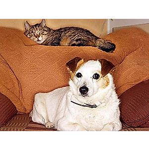 cat Omega 3 Fatty acids - Omega 3 Fatty ACIDS for Pets - Dogs and Cats - Premium Health - cat Joint Health Treats - 360 Softgels (2 Bottles)