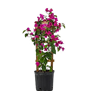Live Plant Bougainvillea Vine Plant Assorted Colors 6" Pot with Trellis