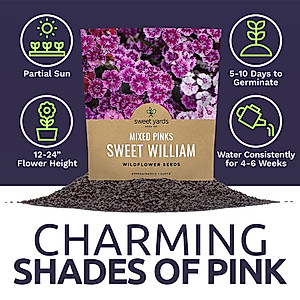 Sweet William Seeds – Mixed Colors – Extra Large Packet – Over 30,000 Open Pollinated Non-GMO Flower Seeds – Dianthus barbatus