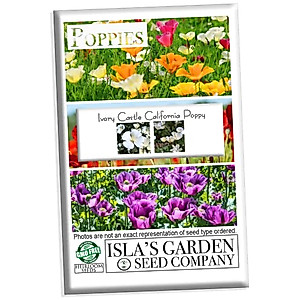 Ivory Castle White California Poppy Seeds for Planting, 1000+ Seeds Per Packet, (Isla's Garden Seeds), Non GMO & Heirloom Seeds, Scientific Name: Eschscholzia californica, Great Home Garden Gift