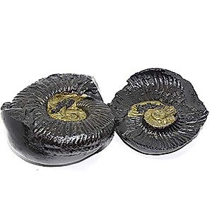 RUDRADIVINE Rudra Divine Natural Shaligram Stone/Shila AAA Quality for Home & Office from Gandaki River Nepal