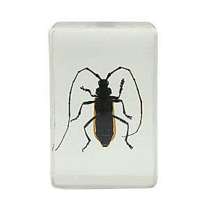 Celestron 44407 3D Bug Specimen Kit #1 (Black, Brown, Yellow)