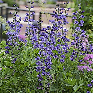 Outsidepride Perennial Blue Wild False Indigo Baptisia Australis Garden Plant - 100 Seeds
