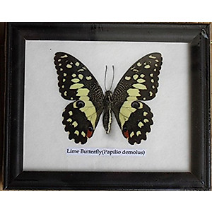Insectfarm Framed Real Lime Butterfly Taxidermy and Insect Gift or Collection