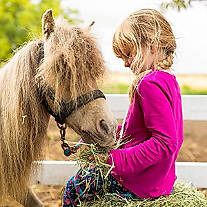 Blue Mountain Hay | 15 oz. Fresh Alfalfa Hay | Available in 15 oz. & 40 oz. Pouches | Nutritious, Delicious Meal Or Snack for Rabbits, Guinea Pigs, Hamsters, Gerbils, Rats, and Other Small Pets