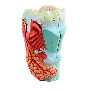 Professional Magnified Human Larynx Joint Simulation Model Medical Anatomy Type:YR-H-XC-301