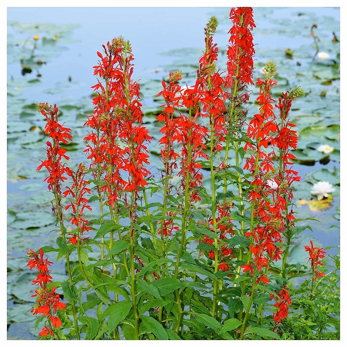 Everwilde Farms - 2000 Cardinal Flower Native Wildflower Seeds - Gold Vault Jumbo Seed Packet