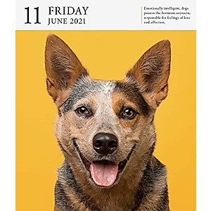 Dog Page-A-Day Gallery Calendar 2021