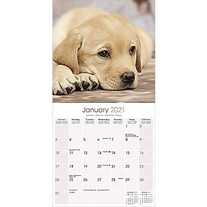 Lab Puppies Calendar - Yellow Labrador Retriever Puppies - Dog Breed Calendars - 2020 - 2021 wall calendars - 16 Month Calendar by Avonside