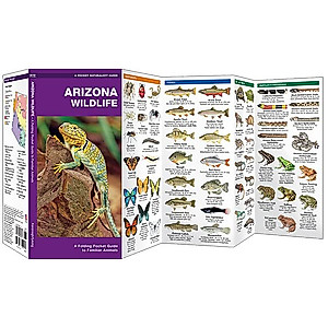 Arizona Wildlife: A Folding Pocket Guide to Familiar Animals (Nature Observation North America)