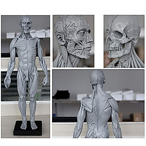 Male&Female Human Anatomy Figure Anatomical Skull Head Body Muscle Bone and Skin Model Lab Supplies, Anatomical Reference for Artists,60cm