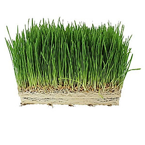 Certified Organic Cat Grass Seeds by Handy Pantry - Non-GMO Wheatgrass Seeds for Cats, Dogs, Rabbits, Pets - Wheat Grass Hairball Remedy for Cats - Hard Red Wheat for Your Home Cat Grass Kit (12 oz.)